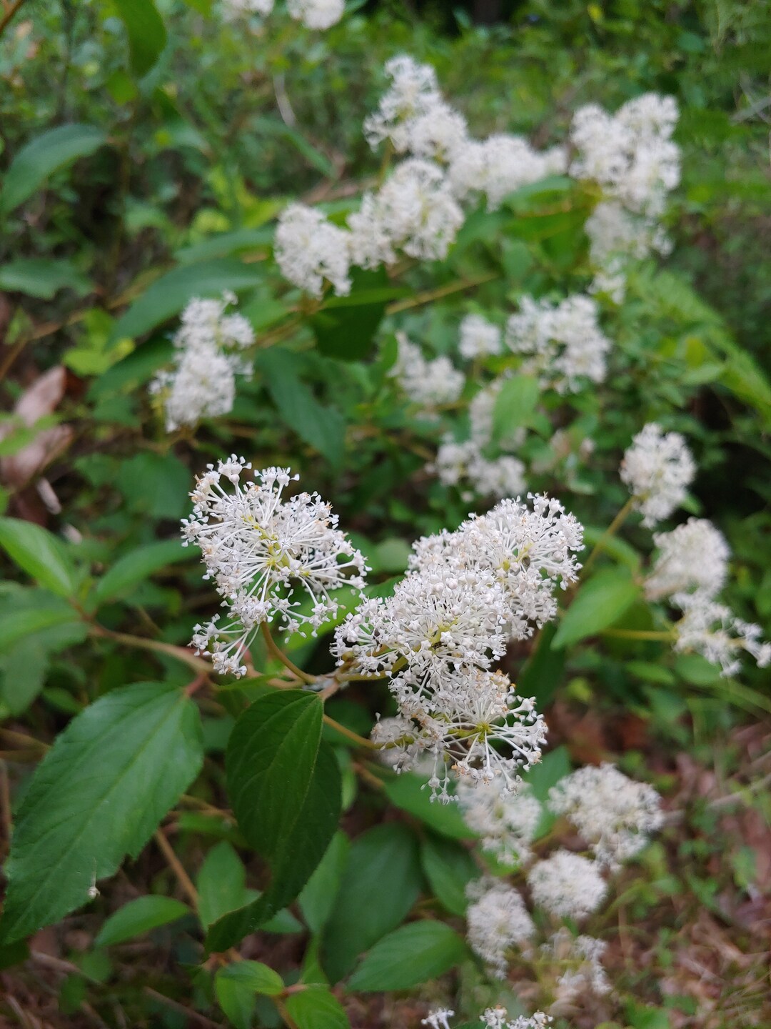 Red Root 30 Seeds Ceanothus Americanus Native Wildflower New Jersey Tea ...
