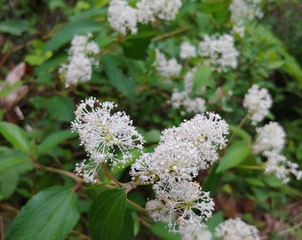 Ceanothus Americanus new Jersey Tea - Etsy