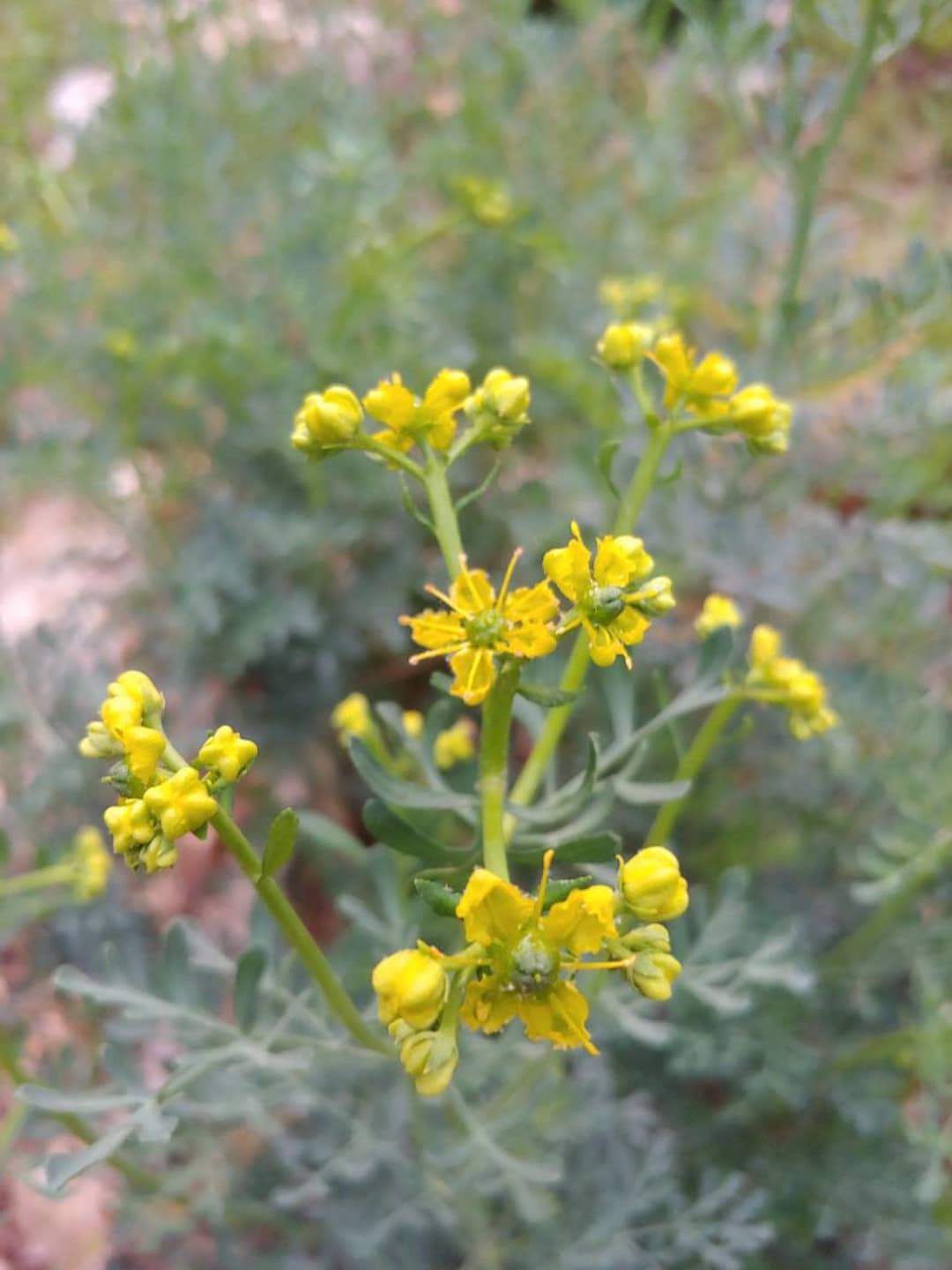 Rue 50 Seeds Ruta Graveolens Mediterranean Herb Seeds - Etsy