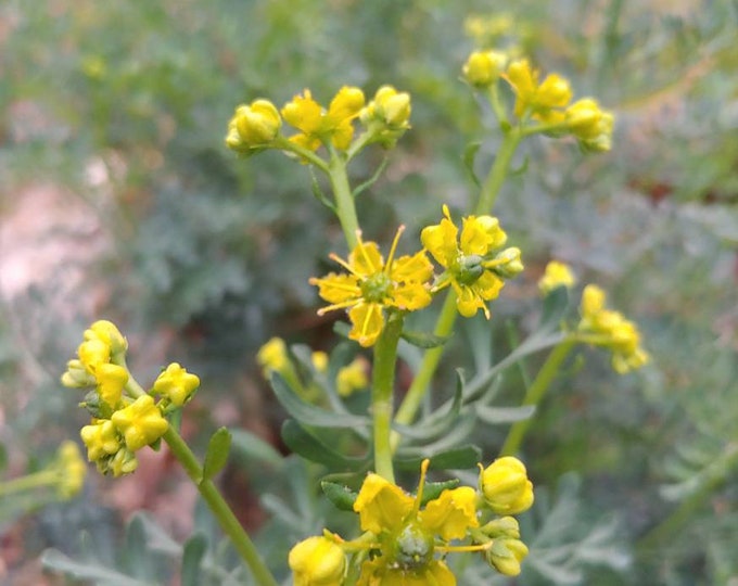 Rue - 50 Seeds - Ruta Graveolens - Mediterranean Herb Seeds - Etsy