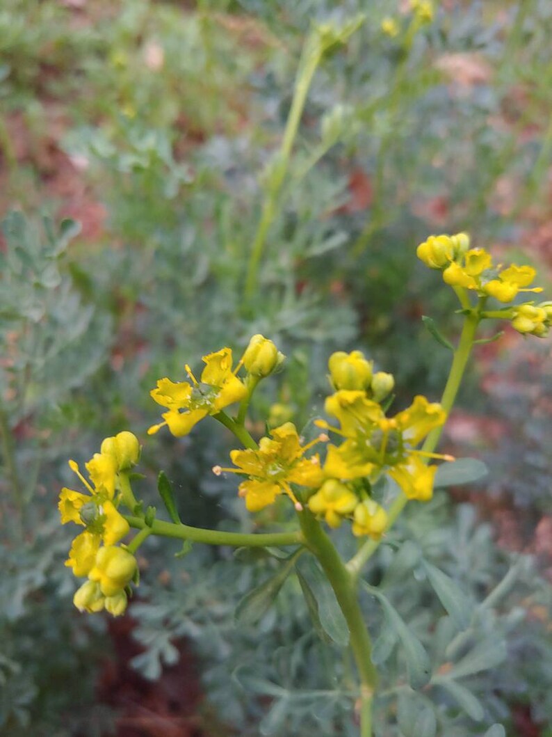 Rue 50 Seeds Ruta Graveolens Mediterranean Herb Seeds - Etsy