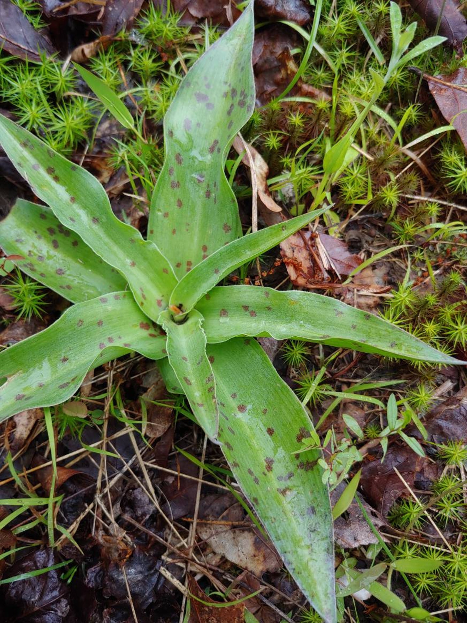 Manfreda virginica 40 semillas False Aloe Seeds Agave | Etsy