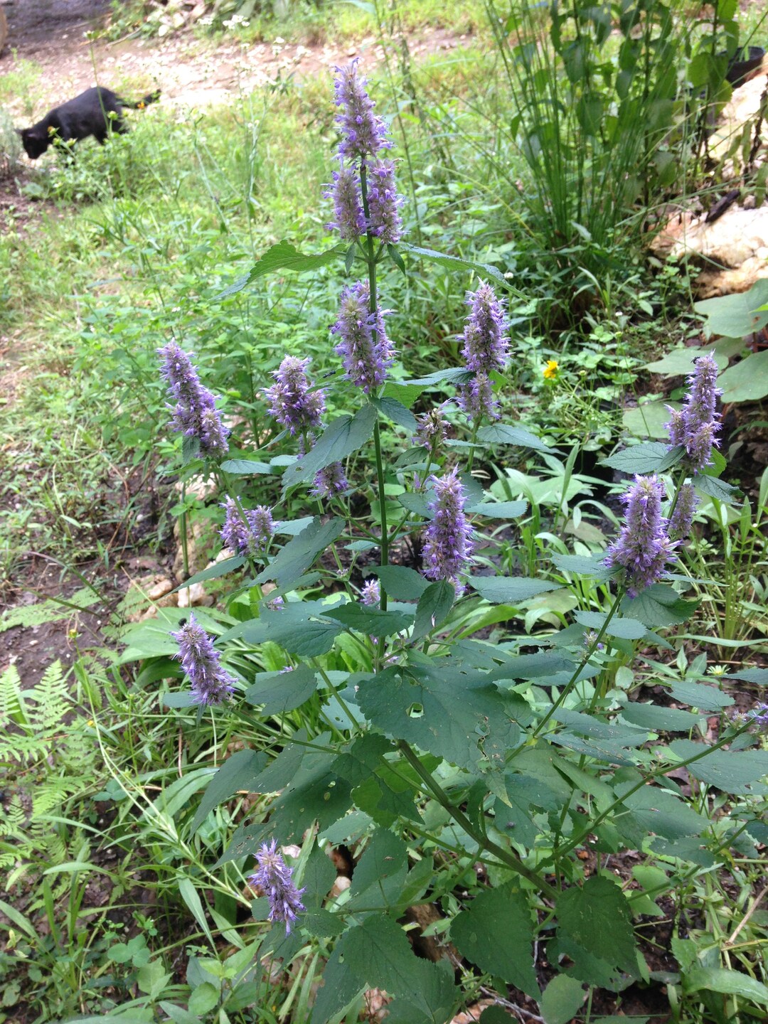 Licorice Mint - 100 Seeds - Agastache Foeniculum - Anise Hyssop - Etsy