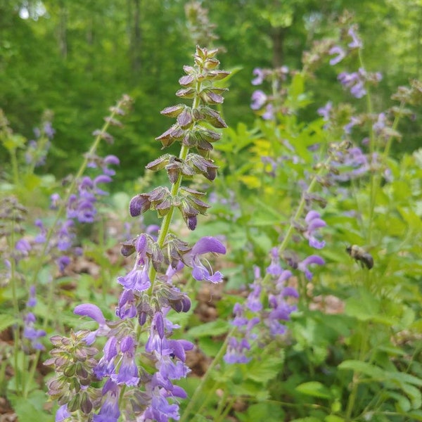 Salvia - Etsy