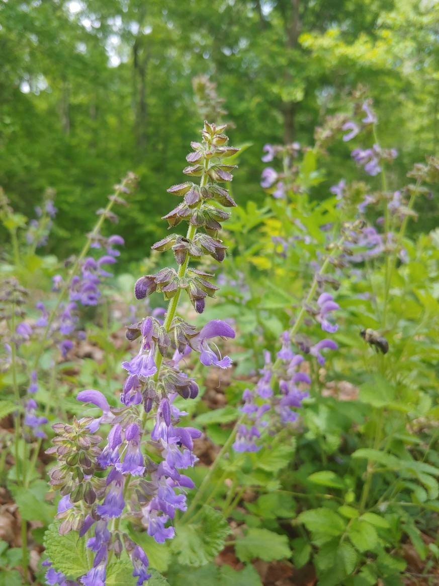 Salvia Miltiorrhiza 40 Seeds Dan Shen Herb Seeds - Etsy
