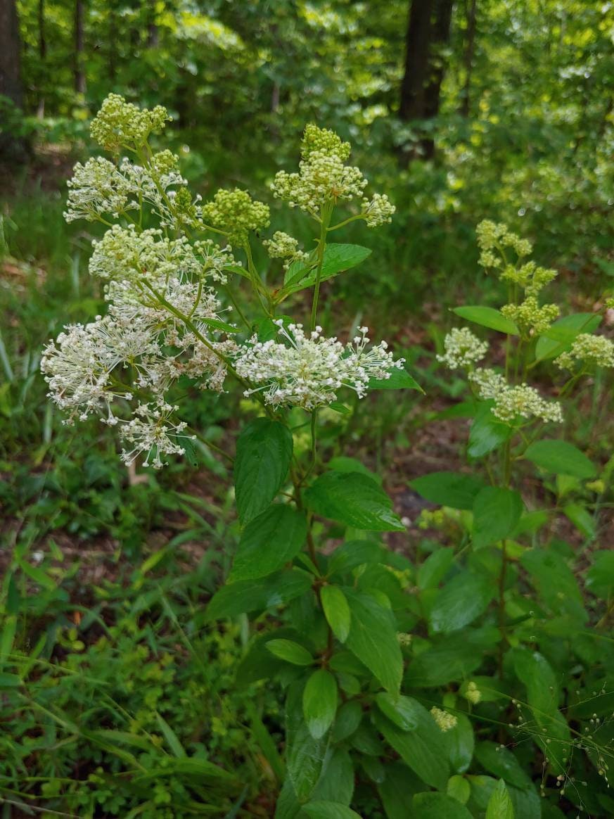 Red Root 30 Seeds Ceanothus Americanus Native Wildflower New Jersey Tea ...