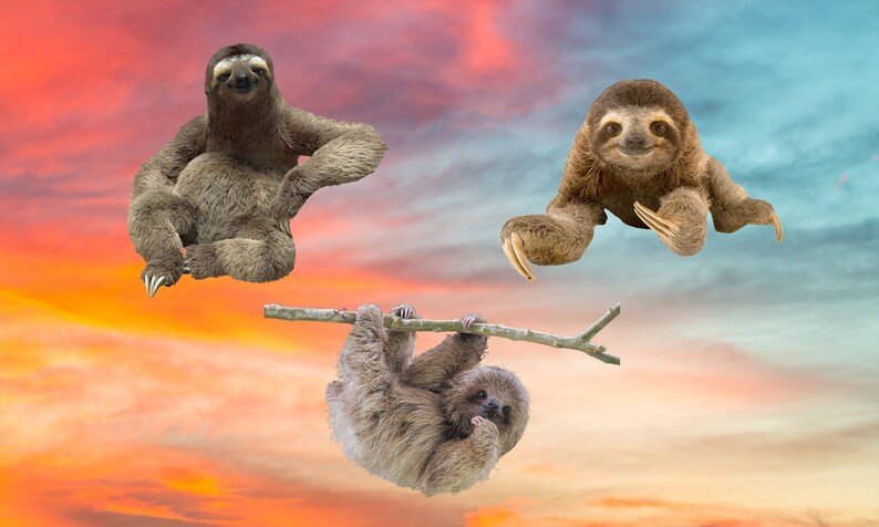 PNG 3 Sloth, Sloth Clipart, Sloth PNG, Sloth PNG Clipart, Vector Sloth ...