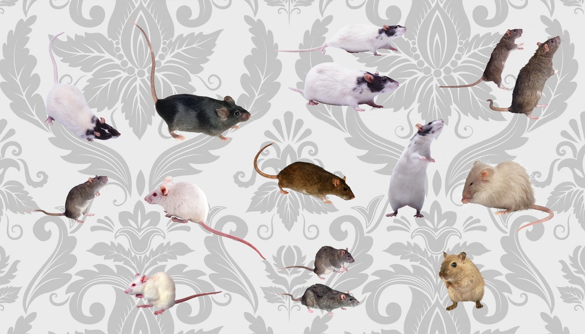 PNG 12 Rat, PNG 12 Mouse, Rats Png, Mouse Png, Rat Silhouette, Mouse ...
