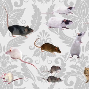 PNG 12 Rat, PNG 12 Mouse, Rats Png, Mouse Png, Rat Silhouette, Mouse ...