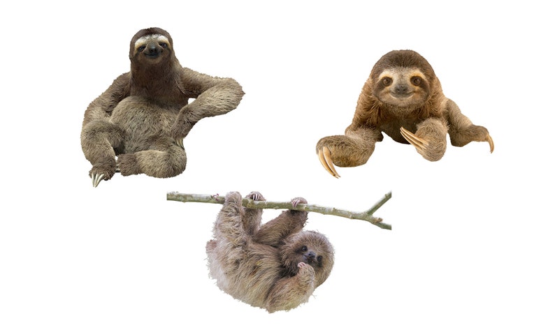 Sloth Clipart PNG, Vector Sloth, Cutting File (digital Download) - Etsy