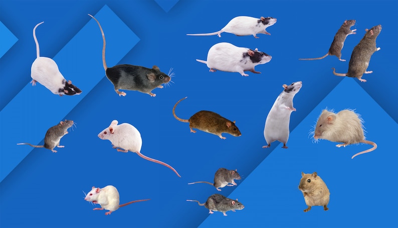 PNG 12 Rat, PNG 12 Mouse, Rats Png, Mouse Png, Rat Silhouette, Mouse ...
