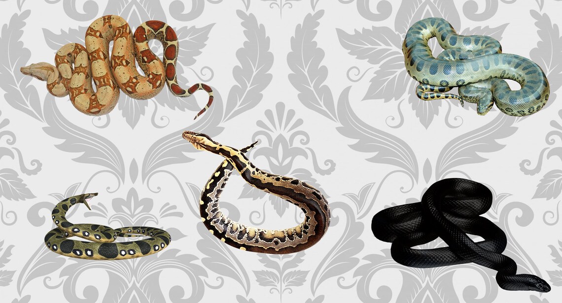 Png 5 Anaconda, Anaconda PNG, Snake PNG, Python PNG, Anaconda Clipart ...