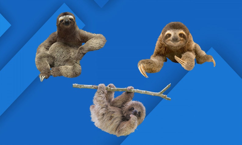 Sloth Clipart PNG, Vector Sloth, Cutting File (digital Download) - Etsy