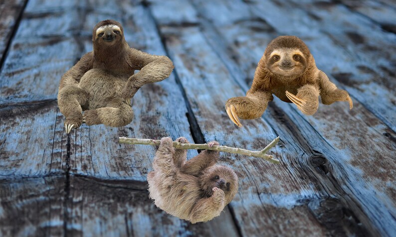 Sloth Clipart PNG, Vector Sloth, Cutting File (digital Download) - Etsy