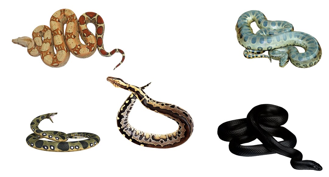 Png 5 Anaconda Anaconda PNG Snake PNG Python PNG Anaconda - Etsy Canada