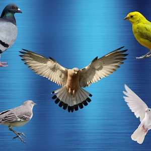 Png 5 Birds, Birds PNG, Bird PNG, Birds Clipart, Birds Files for Cricut ...