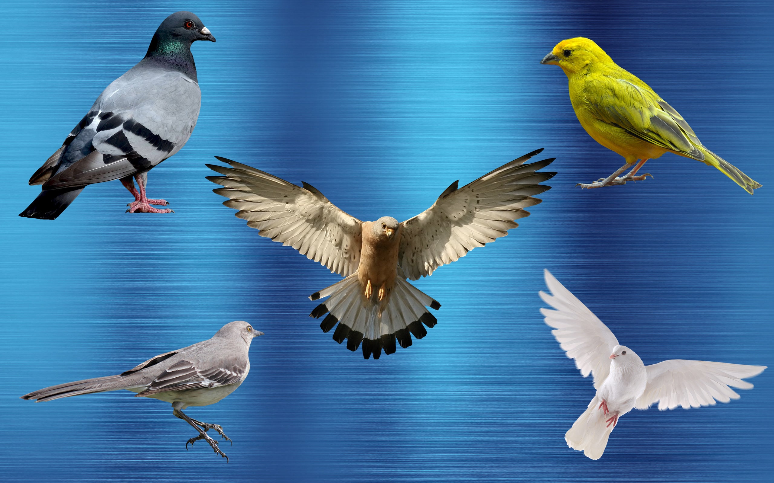 Png 5 Birds, Birds PNG, Bird PNG, Birds Clipart, Birds Files for Cricut ...