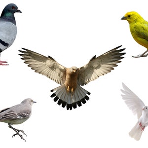 Png 5 Birds, Birds PNG, Bird PNG, Birds Clipart, Birds Files for Cricut ...