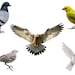 Png 5 Birds, Birds PNG, Bird PNG, Birds Clipart, Birds Files for Cricut ...