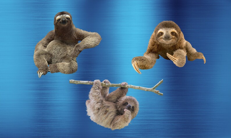 PNG 3 Sloth, Sloth Clipart, Sloth PNG, Sloth PNG Clipart, Vector Sloth ...