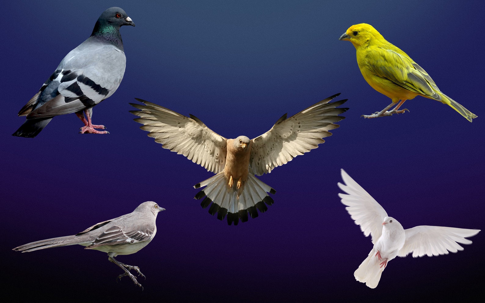 Png 5 Birds, Birds PNG, Bird PNG, Birds Clipart, Birds Files for Cricut ...