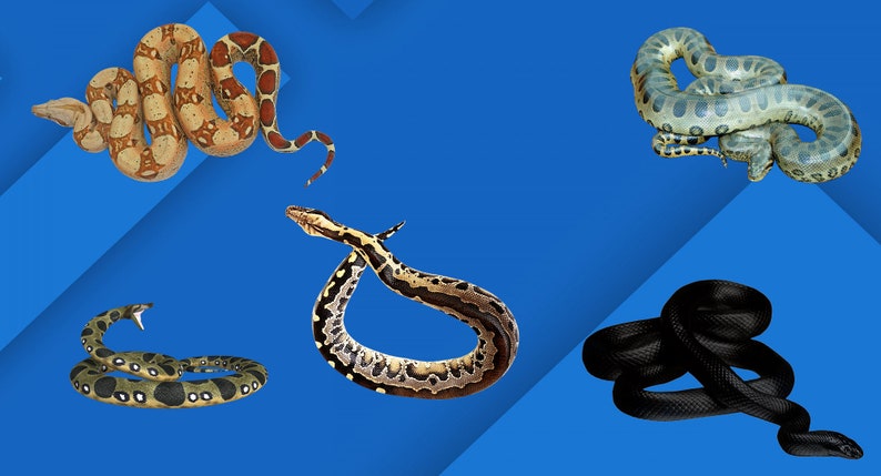 Png 5 Anaconda, Anaconda PNG, Snake PNG, Python PNG, Anaconda Clipart ...