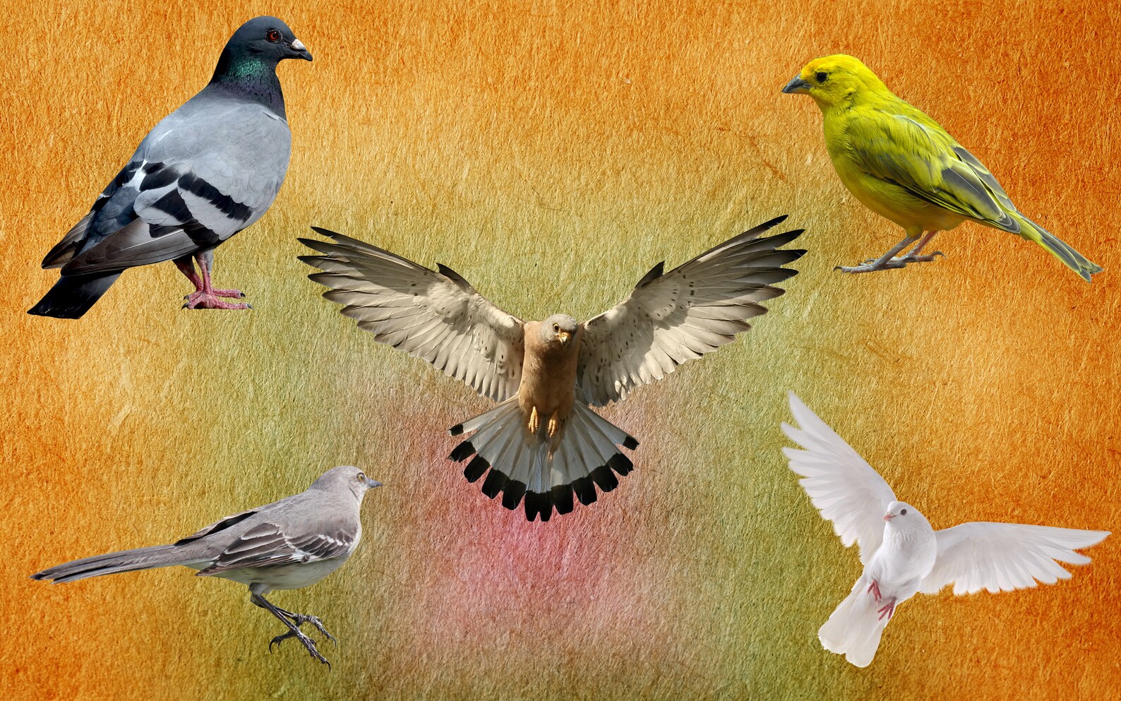 Png 5 Birds, Birds PNG, Bird PNG, Birds Clipart, Birds Files for Cricut ...