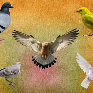 Png 5 Birds, Birds PNG, Bird PNG, Birds Clipart, Birds Files for Cricut ...