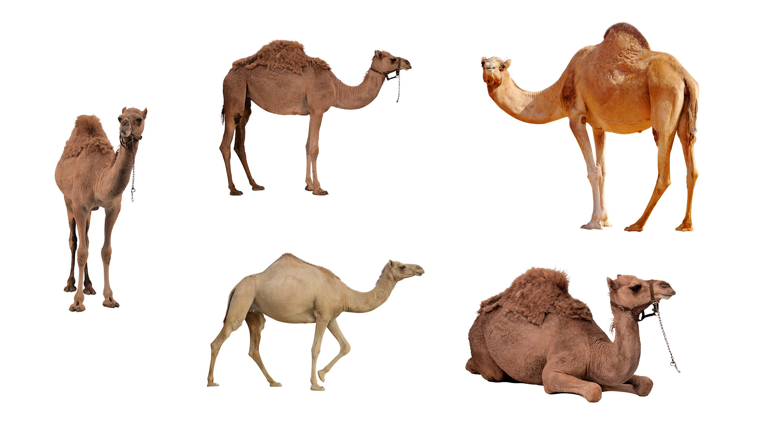 PNG 5 Camel, Camel Clipart, Camel Vector, Camel Silhouette, Camel Png ...