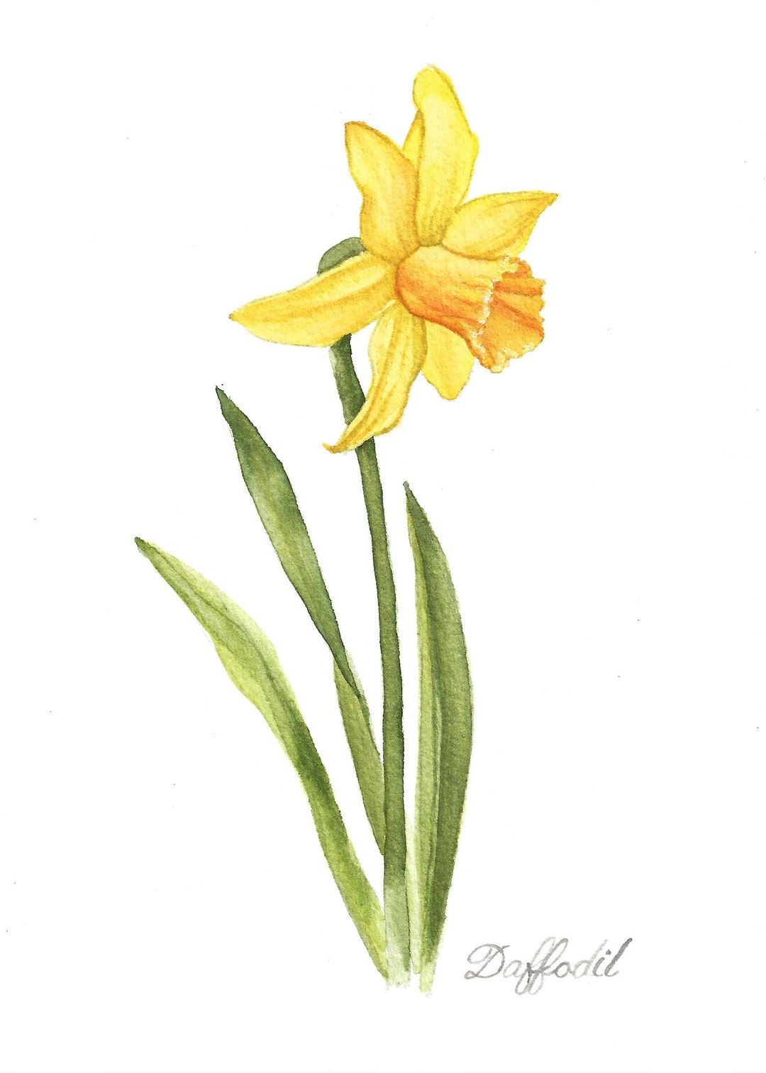 Daffodil Watercolor Realistic Botanical Fine Art Print - Etsy