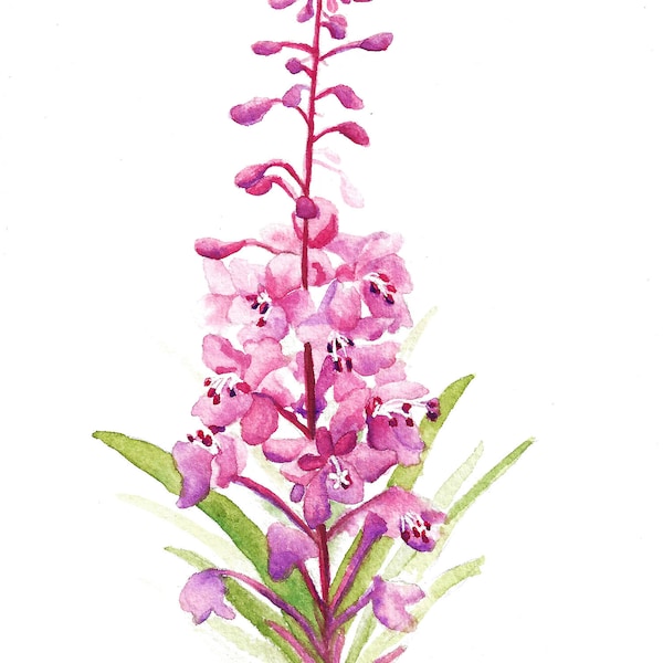 Alaskan Fireweed - Etsy