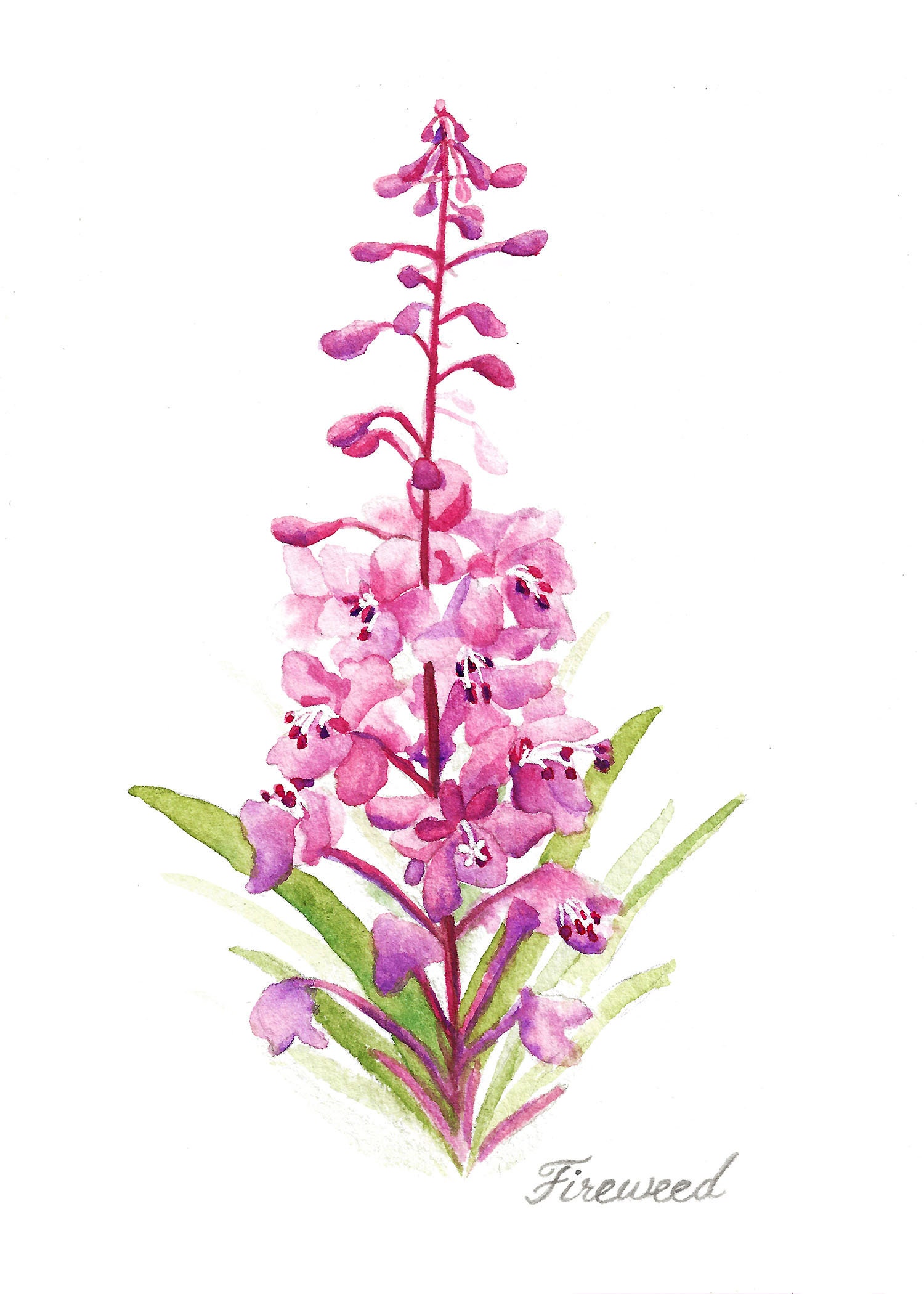 Fireweed Watercolor Alaskan Wildflower Fine Art Print - Etsy