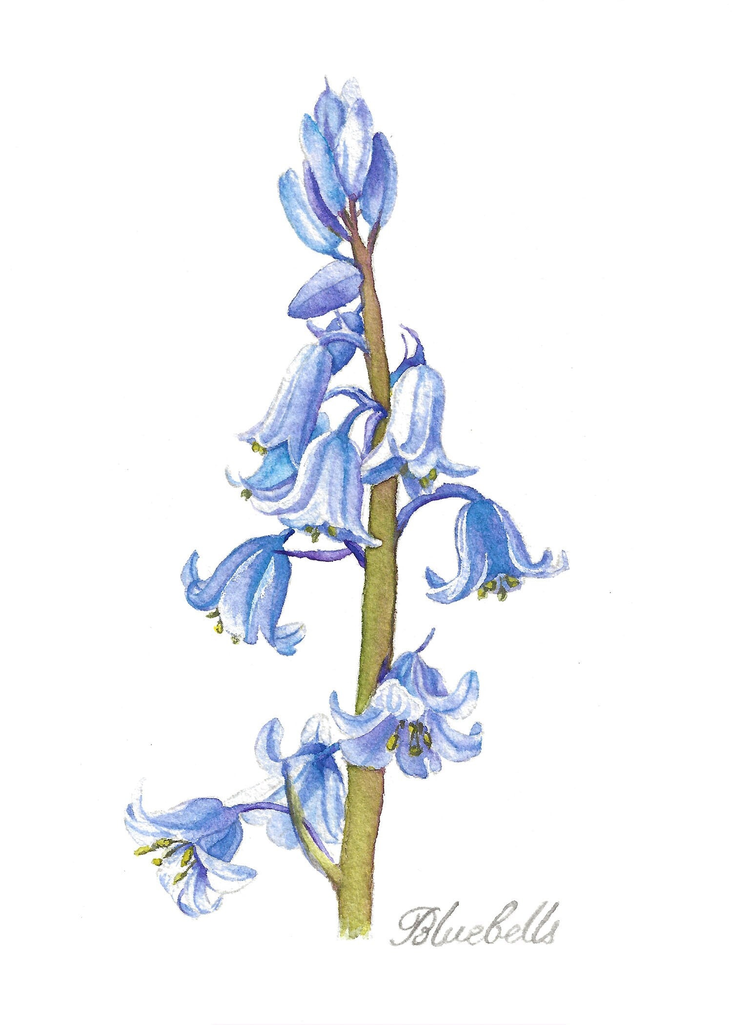 Bluebells Watercolor Alaskan Wildflower Fine Art Print - Etsy