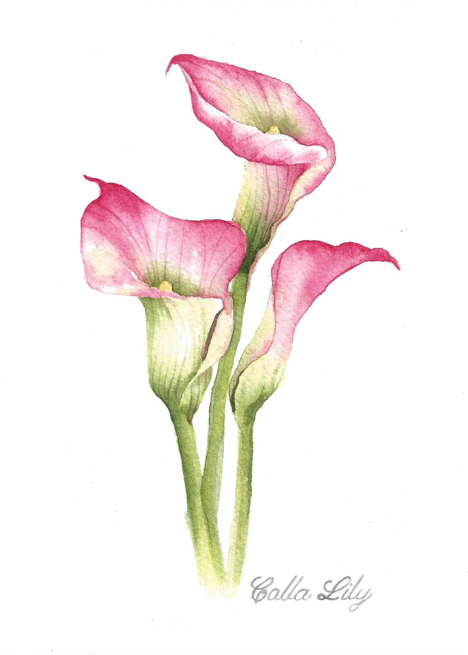 Calla Lily Watercolor Realistic Botanical Fine Art Print - Etsy