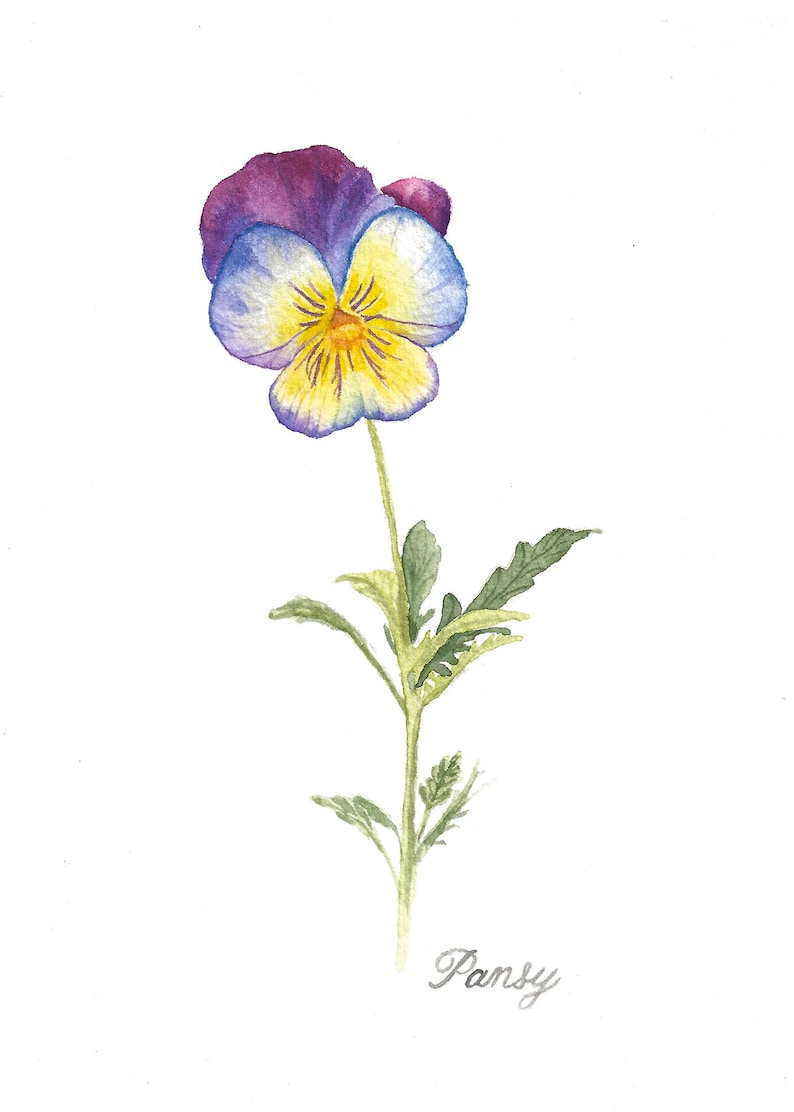 Pansy Watercolor Realistic Botanical Fine Art Print - Etsy
