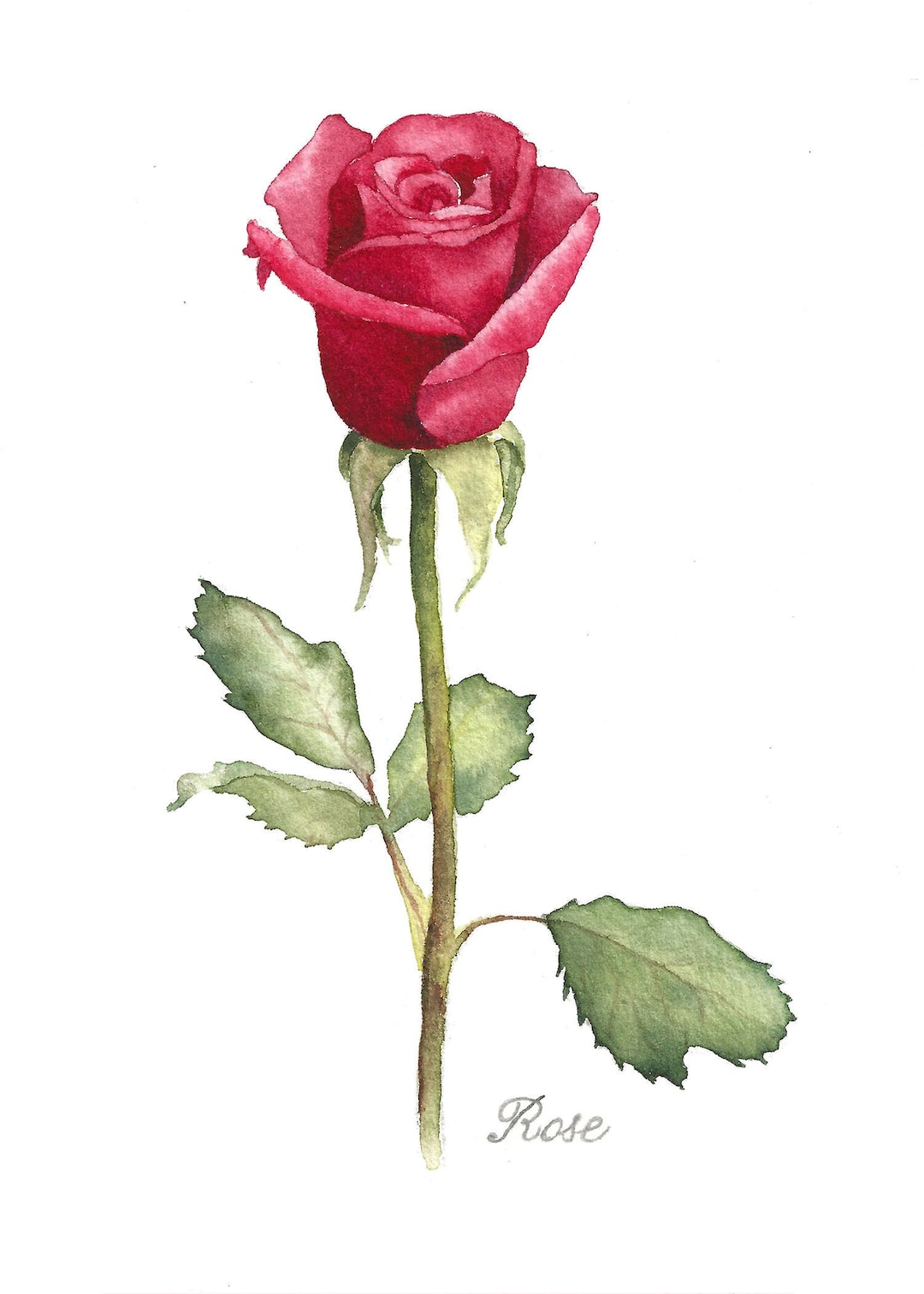 Rose Watercolor Realistic Botanical Fine Art Print - Etsy
