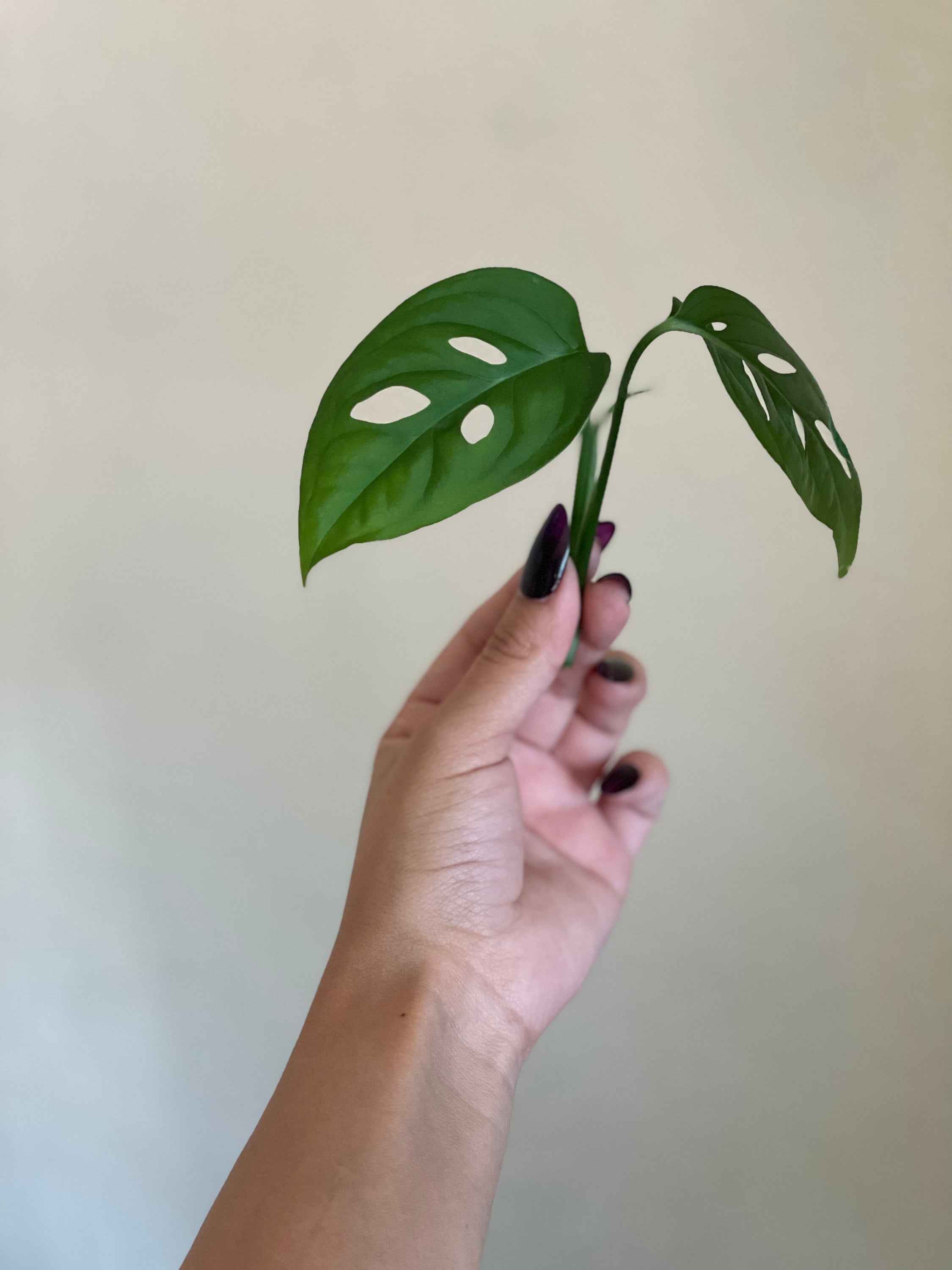 Monstera Adansonii Cutting, Swiss Cheese Plant Cutting, Beginner Plant ...