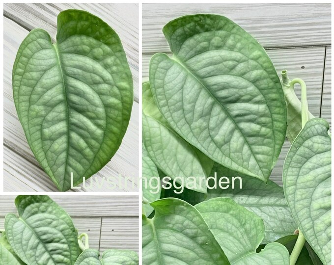 Scindapsus Lucens/anadendrum Affine/shingling Vine/pothos/philodendron ...