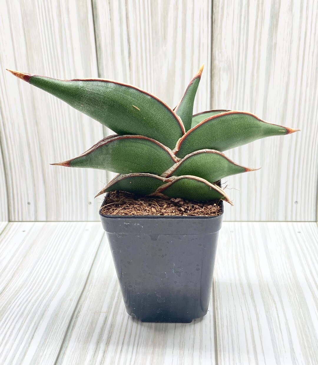 Sansevieria "rorida" Rare Find! Super Cute!!! Plant US Seller A17 - Etsy