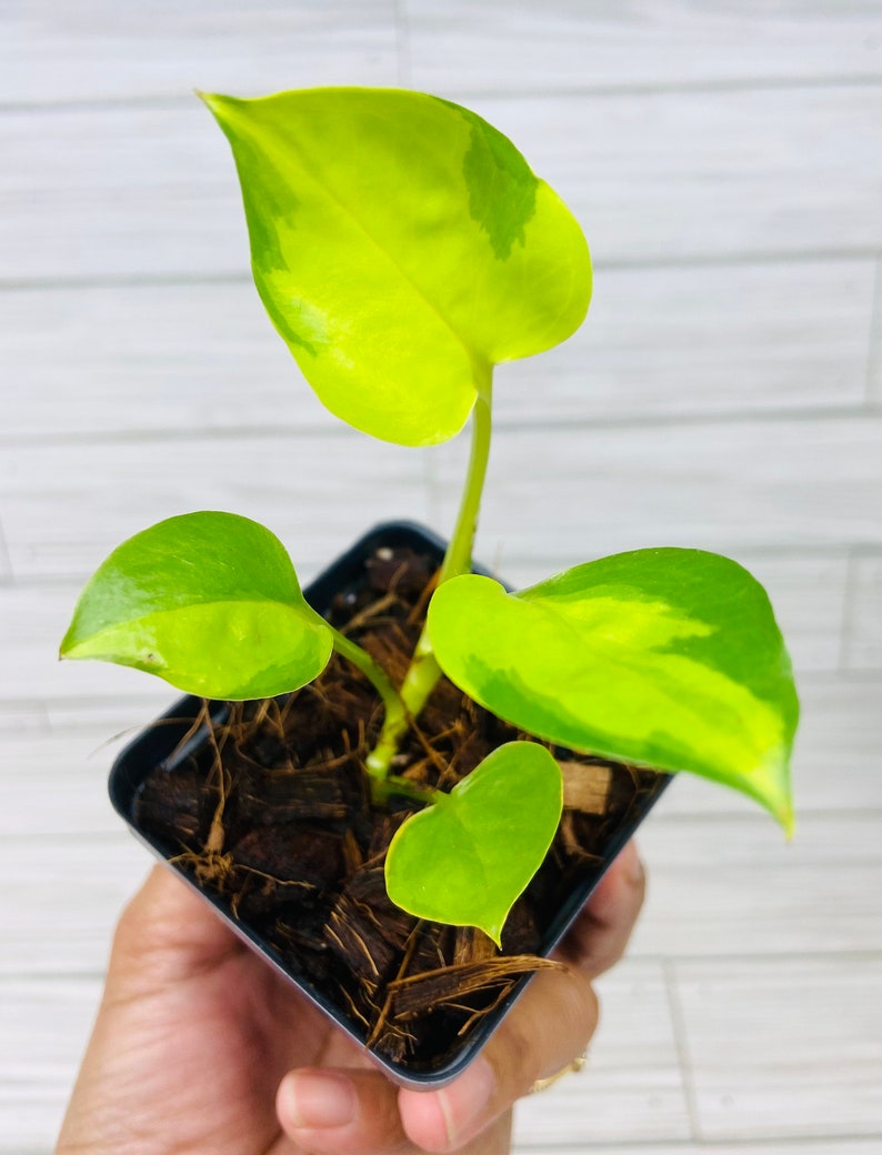 Epipremnum Neon Joy Pothos Extremely Rare Import/philodendron - Etsy