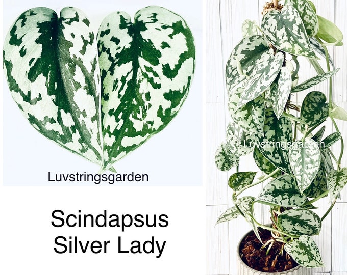 Silver Lady Pothos Scindapsus Silver Lady Silver Pothos Plant Easy ...