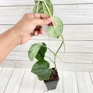 Scindapsus Lucens/anadendrum Affine/shingling Vine/pothos/philodendron ...