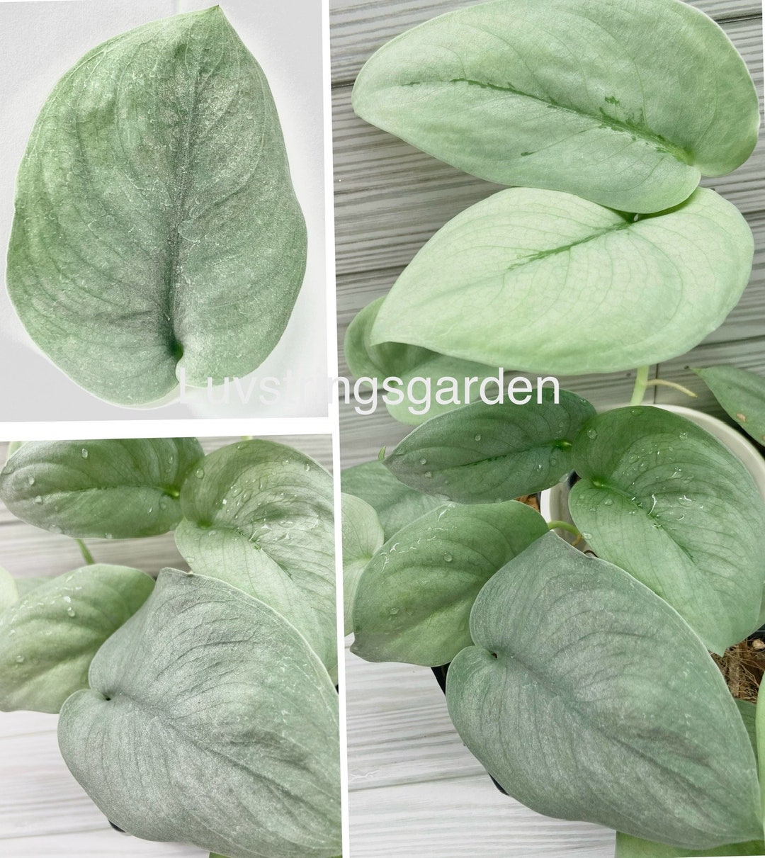 Scindapsus Pictus 'platinum' Silver/pothos/philodendron Collector US ...