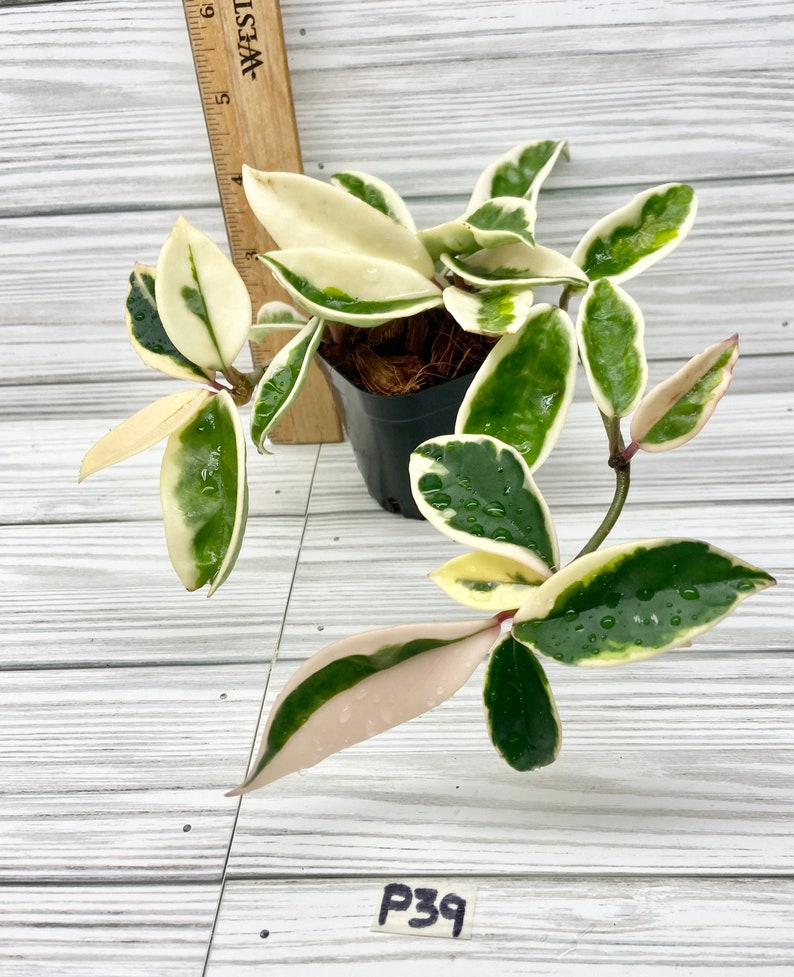 Hoya Carnosa suzie Q RARE Variegated Plant US Seller - Etsy