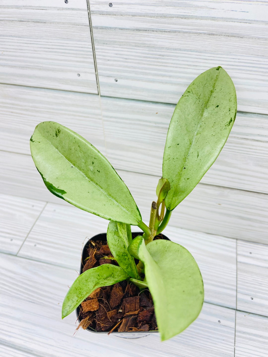 Hoya AH-074 Silver carnosa grey Ghost X Pubicalyx Rare - Etsy