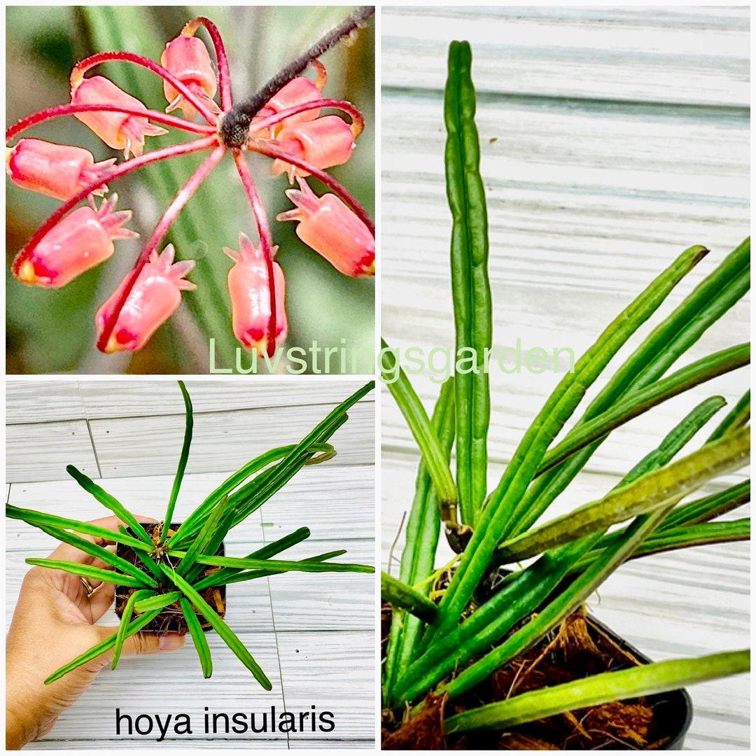 Hoya Insularis Most Unique Hoya Flowers starter Size Rare Find Plant US ...
