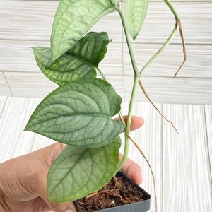 Scindapsus Lucens/anadendrum Affine/shingling Vine/pothos/philodendron ...