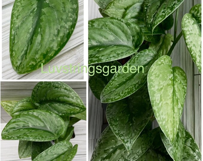 Scindapsus Blue Splash/pothos/philodendron Collectors Rare! Import US ...