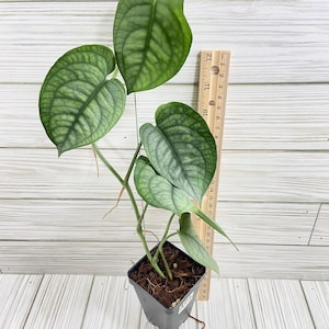 Scindapsus Lucens/anadendrum Affine/shingling Vine/pothos/philodendron ...