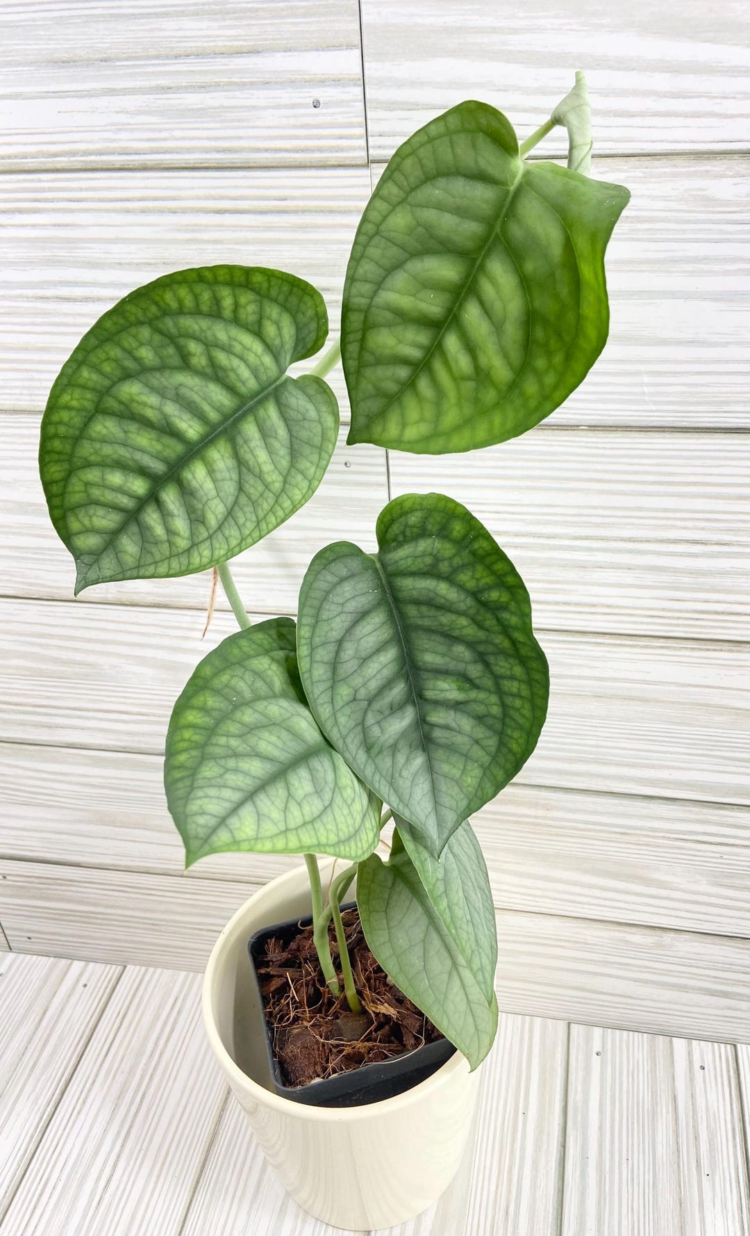 Scindapsus Lucens/anadendrum Affine/shingling Vine/pothos/philodendron ...